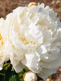 Peony 'Bowl Of Cream' | Claire Austin