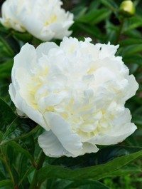 Peony 'Reine Hortense' | Claire Austin