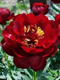 Peony 'Solange' | Claire Austin