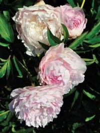 Peony 'Myrtle Gentry' | Claire Austin
