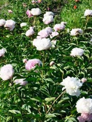 Peony 'Myrtle Gentry' | Claire Austin