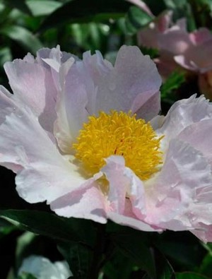 Peony 'Pink Princess' | Claire Austin