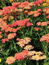 Achillea 'Paprika' | Claire Austin