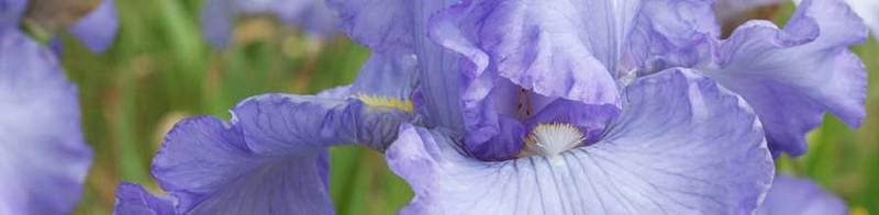 Irises | Claire Austin